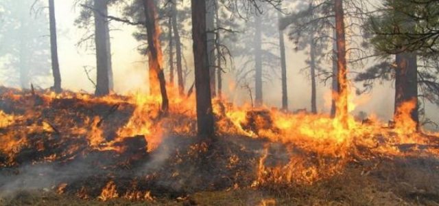 Trial by fire for Albania as wildfires rage - Tirana Times